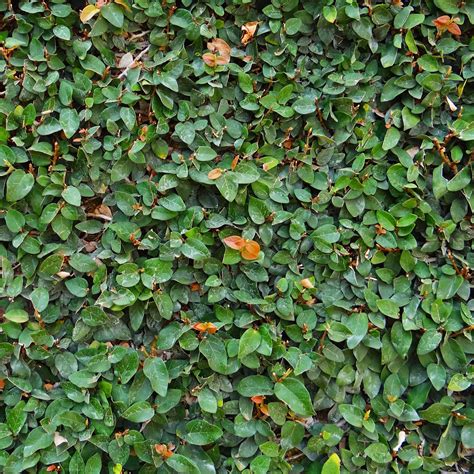 Tickey Creeper Self Clinging Climbing Vine Cape Garden Cape