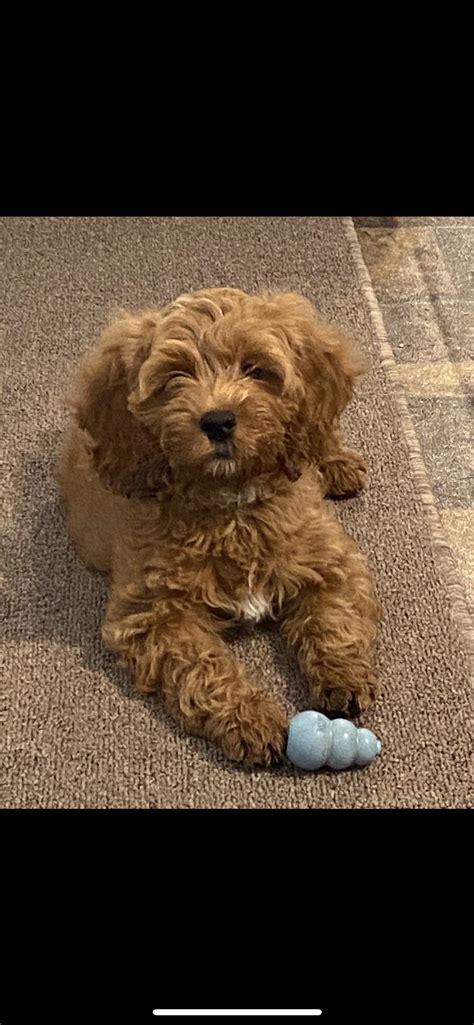 Troy And Robin Bailey In Alabama Cockapoo Puppies Good Dog