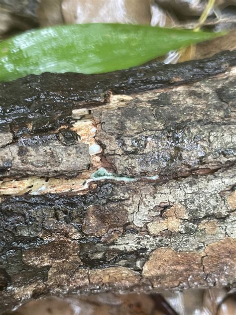New Species Of Trichoderma Isolated As Endophytes And Saprobes From
