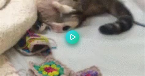 Catnip Is A Dangerous Drug  On Imgur