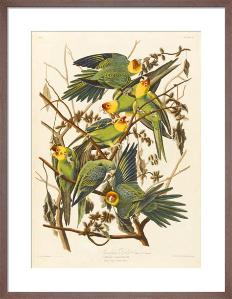 Carolina Parrot Art Print By John James Audubon King And Mcgaw