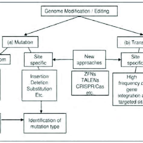 Random And Site Specific Genome Editing Modification Approaches Download Scientific Diagram