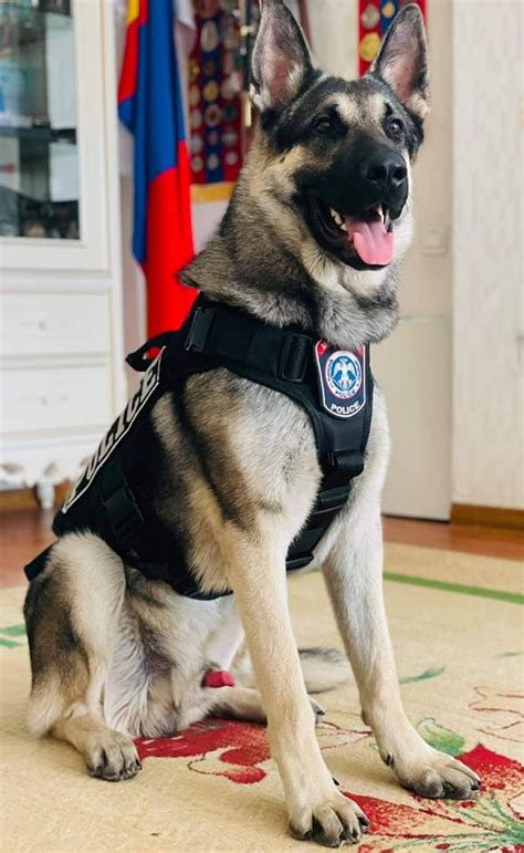 Ой 5 сартай Артём сар шинийн өдрүүдэд үүрэг гүйцэтгэлээ