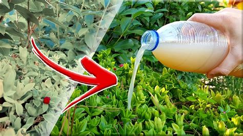 Abono Casero Para Plantas De Hojas Verdes Nucleo Jardin