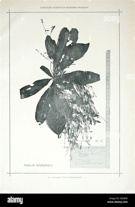 A Botanical Text Discussing Various Plant Species Their Classifications And Their Ecological