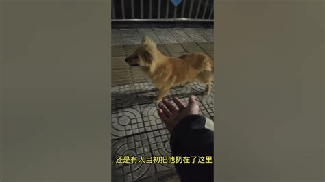 可憐的大橋流浪狗，每天守在這裡也不知道守著什麼 流浪狗 忠犬八公 中華田園犬shorts Youtube