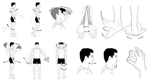 Body Movements D Diagram Quizlet