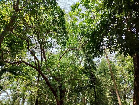 Very Cool Atmosphere Tree Cool Shady Stock Image Image Of Shady Tree