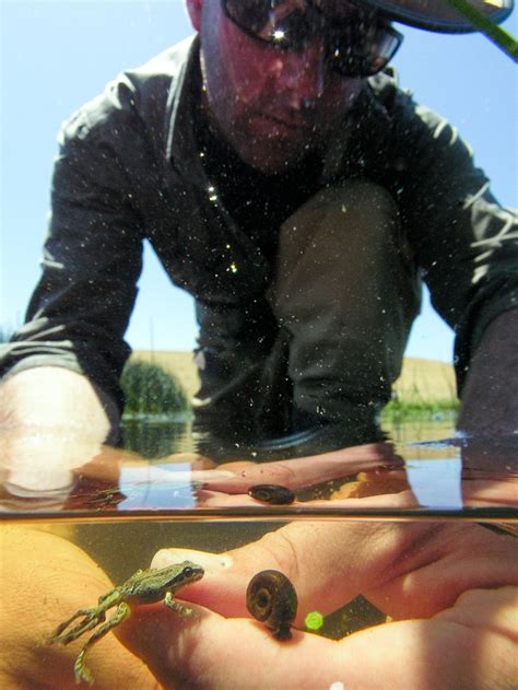 Pictures Us Frogs Deformed By Parasite Infections