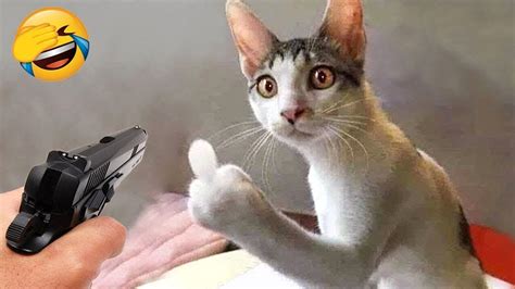 Best Funny Dogs And Cats Videos 😅 Funniest Animals Videos 2023😇 8