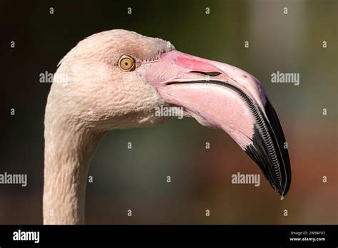 A Captivating Portrait Showcasing The Elegance Of A Pink Flamingo In