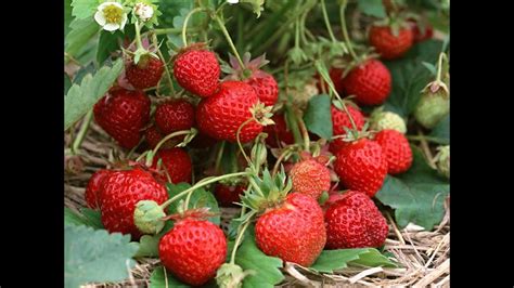 How To Grow Strawberries Youtube