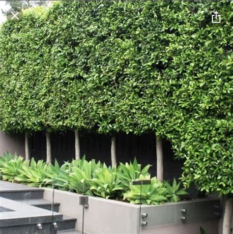 Ficus Hedge In Home Landscaping