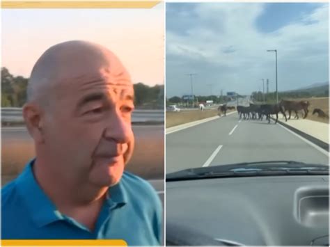 ШАШ Стадо коне препуска на Околовръстното в София Информационна агенция ПИК