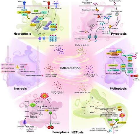 Schematic Diagram Of Six Inflammatory Cell Death Molecular Patterns