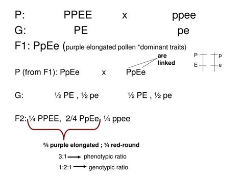 PPT SEX LINKED INHERITANCE PowerPoint Presentation Free Download ID