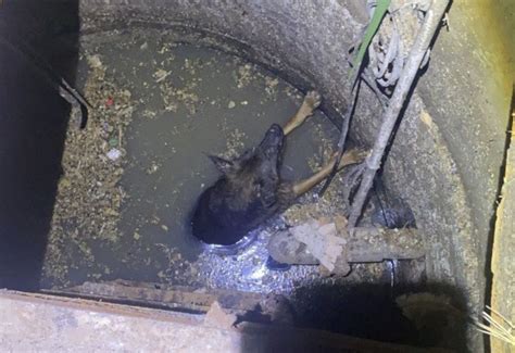 Ночную спасательную операцию пришлось проводить в Атырау из за собаки