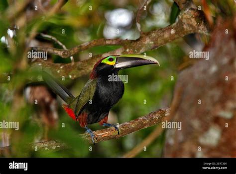 Yellow Eared Toucanet