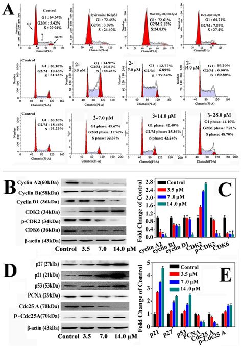 The Effects Of 2 And 3 Treatment In Hepg2 Cells On Cell Cycle A Cell