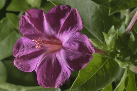 [Мирабилис: 95+ фото сортов 2023] Секреты Ухода и Посадки