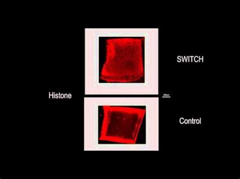 SWITCH Chung Lab Resources
