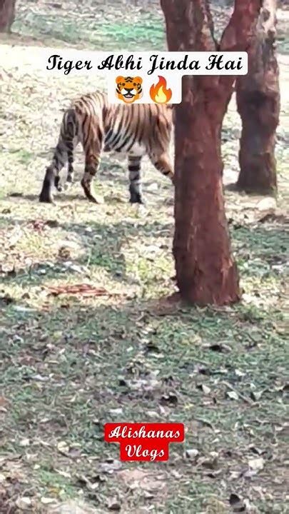 Bengal Tiger 🐯😱 Zoo Park Vizag Viral Shorts Shortvideo