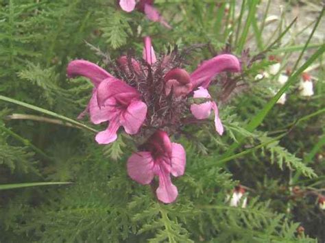 ミヤマシオガマ高山植物図鑑登山道の花