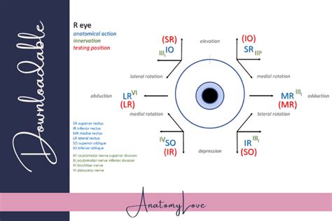 Extraocular Muscles — Anatomylove