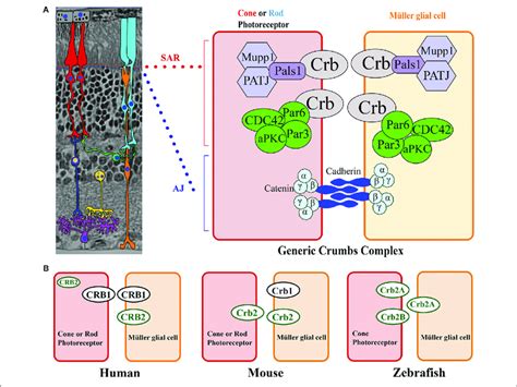Model Of The Crb Complex In The Retina In General As Well As In The