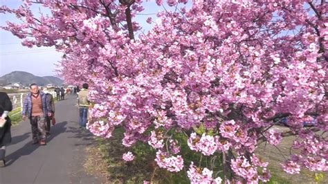 焼津市関方 瀬戸川堤の早咲き桜山の手さくらまつり YouTube