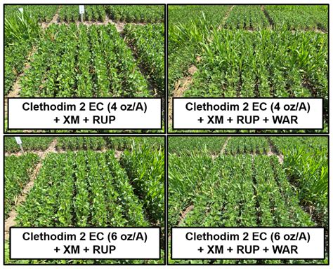 Control Of “volunteer” Corn In A Corn Replant Situation Purdue