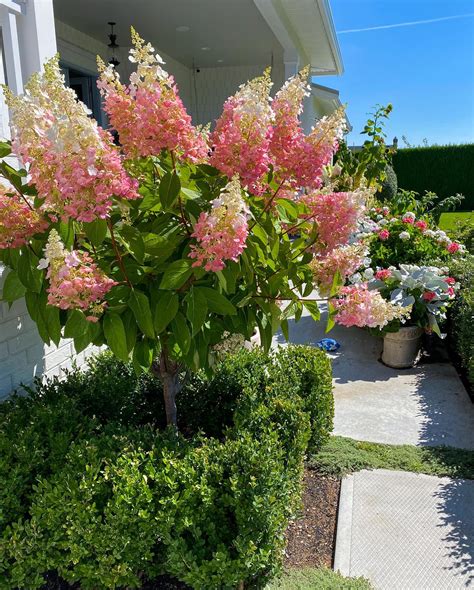 Top Grafted Hydrangeas 🌸💛 Margaret Valley Landscaping Facebook