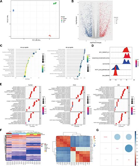Frontiers Research On The Species Difference Of The Hepatotoxicity Of