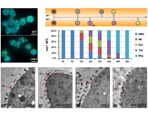 我校生命科学学院杨仲南教授团队在nature Plants期刊上发表研究成果