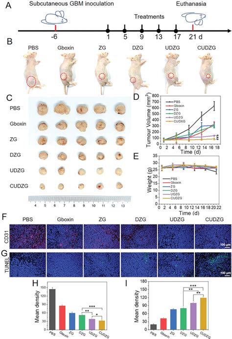 In Vivo Study Of The Anti‐gbm Efficacy Using A Subcutaneous Gbm Mice