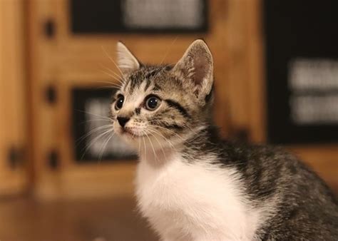 ネコロノーム 猫橋家のねこさん