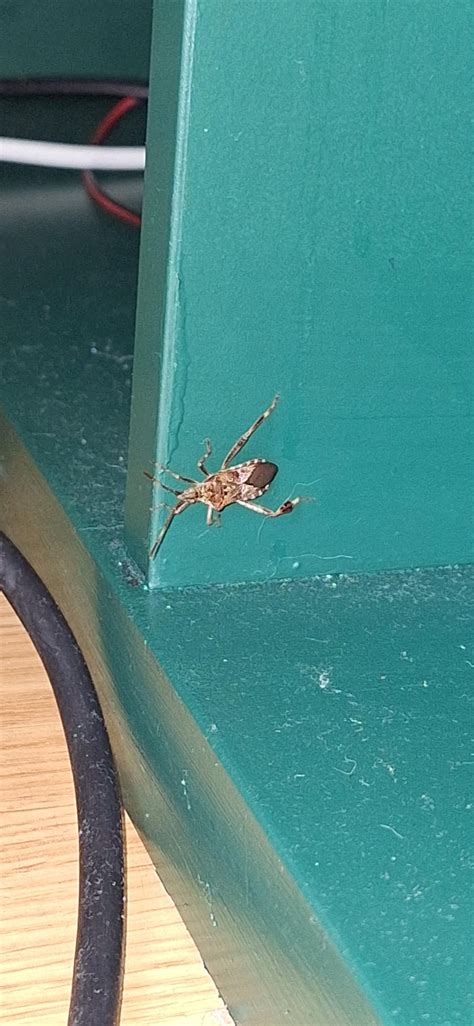 Found In My Bedroom Can You Help Me Identify This Lil Friend R