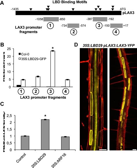 Figure 5 From Title Lateral Root Emergence In Arabidopsis Is