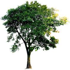 D Tree Ideas Tree Tree Photoshop Trees To Plant