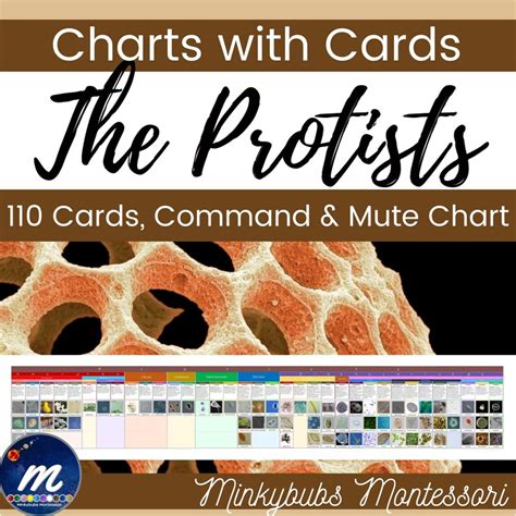 Protists Kingdom Classification Chart Large Format With Cards Eukaryotes Etsy