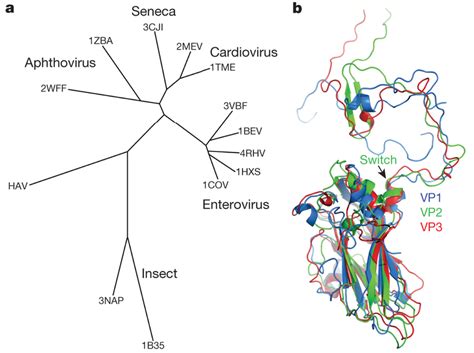 Phylogeny A Structure Based Phylogenetic Tree30 Of Representative