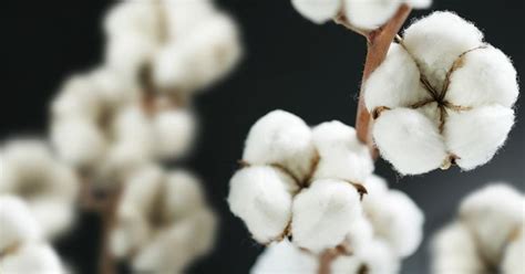 Amino Acid Technology Contributes To Cotton Yield Increase Alltech