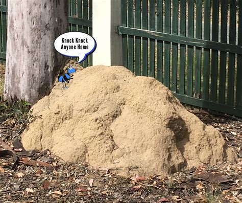 Do Ants Eat Termites Pest Control Welland