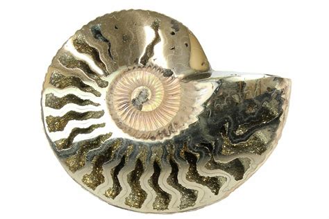 One Side Polished Pyritized Fossil Ammonite Russia For Sale FossilEra Com