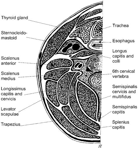 Cervical Anatomy Cross Section