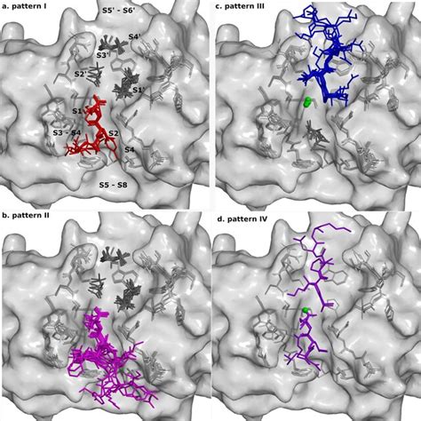 Binding Geometry Of Peptides Crystal Structures Of All Complexes Of