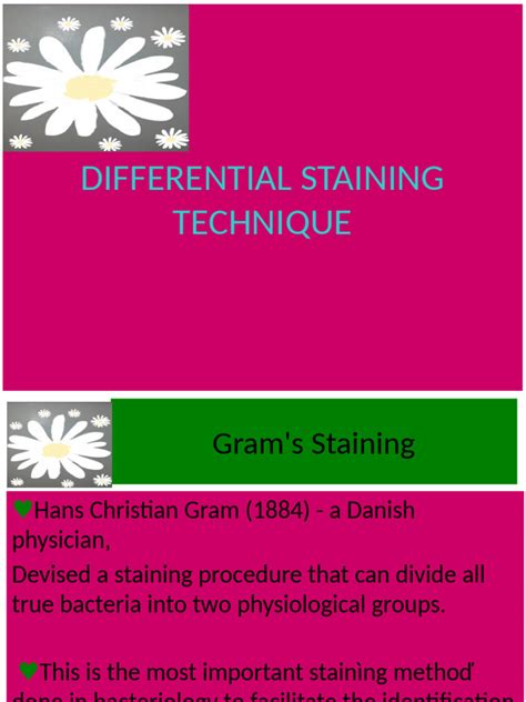 Differential Staining Technique Pdf Staining Gram Positive Bacteria