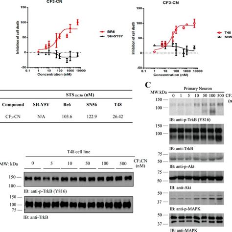 Synthetic Derivatives Bind To Trkb Receptor In Biacore Assay A The