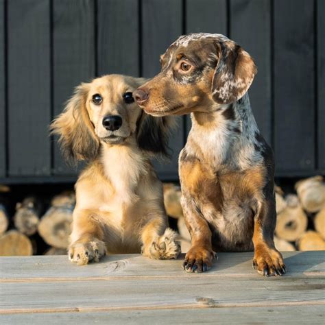 Mango Lemon S Post Lemon