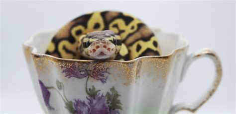 My New Ball Python Jasper Chilling In A Teacup Rsnek